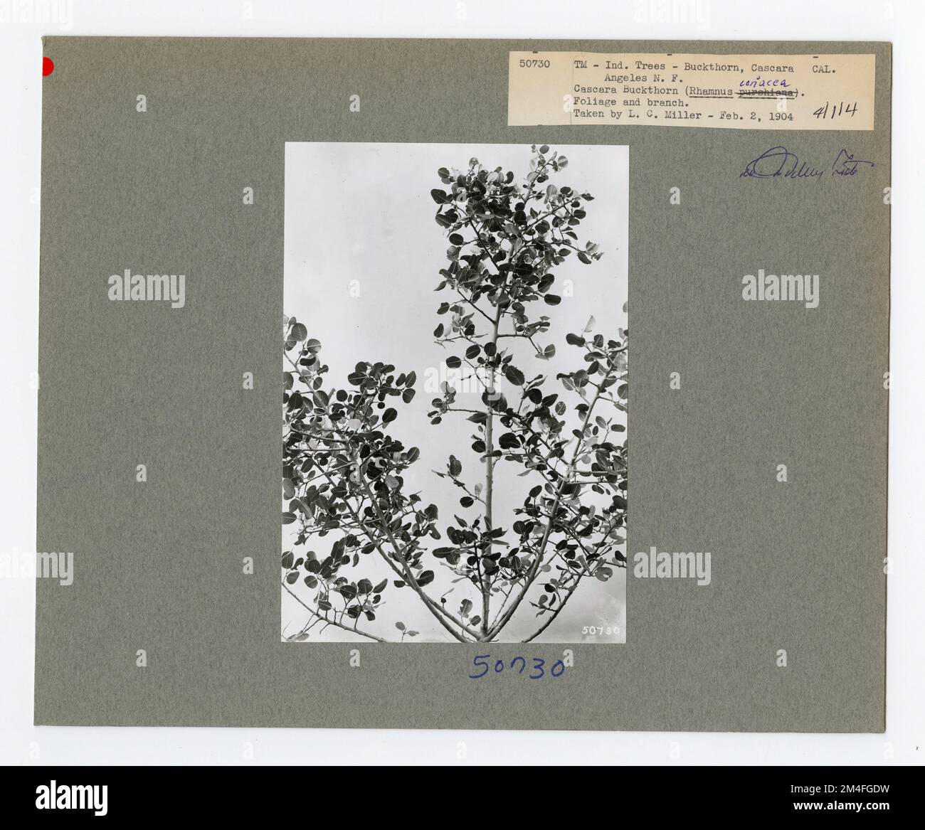 Tree Identification - Buffalo Nut. Photographs Relating to National ...