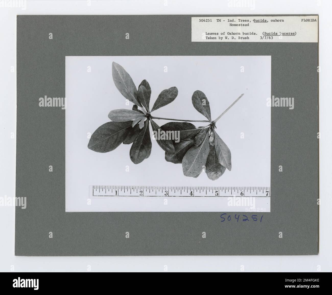 Tree Identification - Bucida. Photographs Relating to National Forests ...