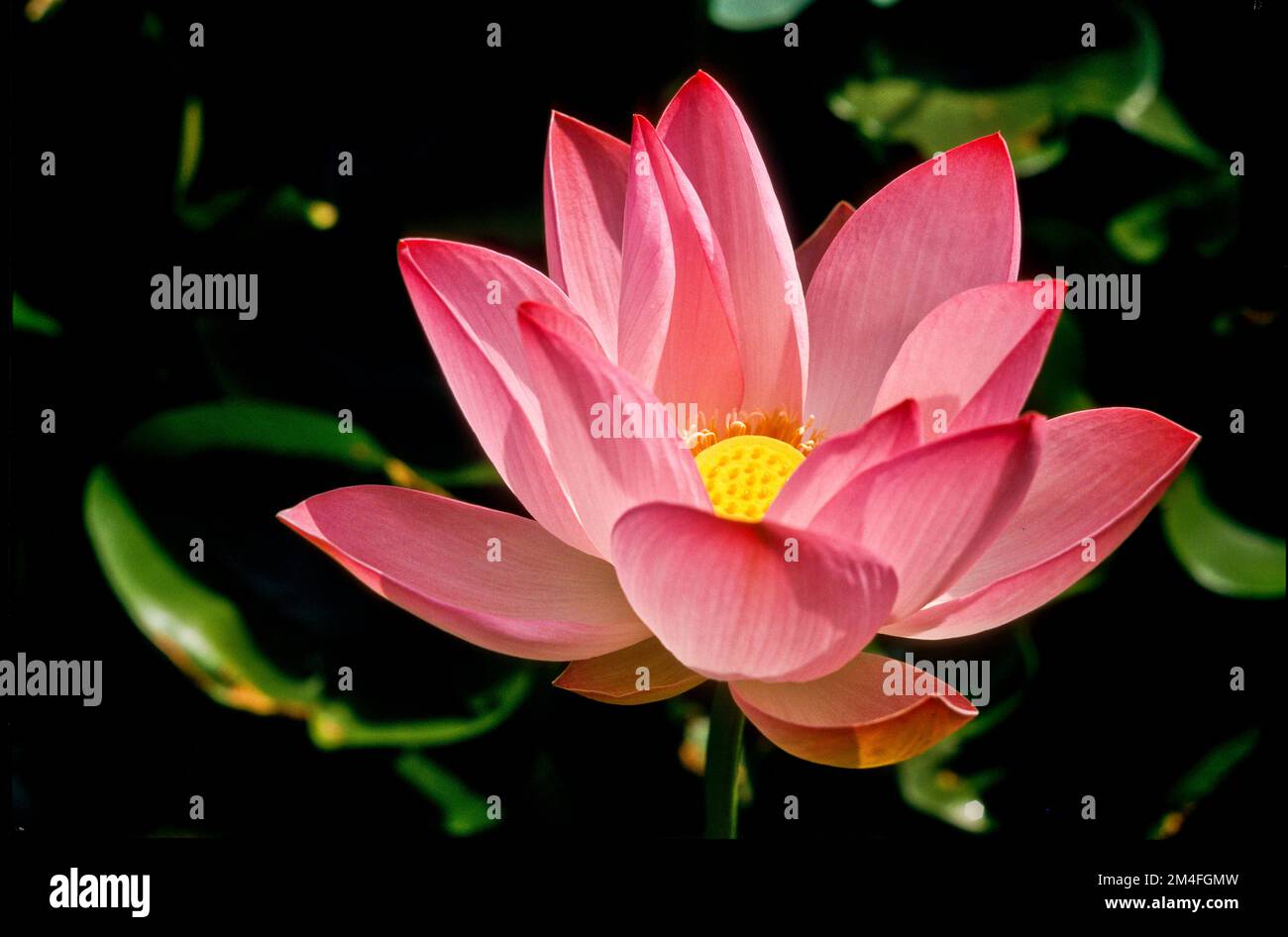 Lotusflower blooming on Dal Lake Stock Photo - Alamy