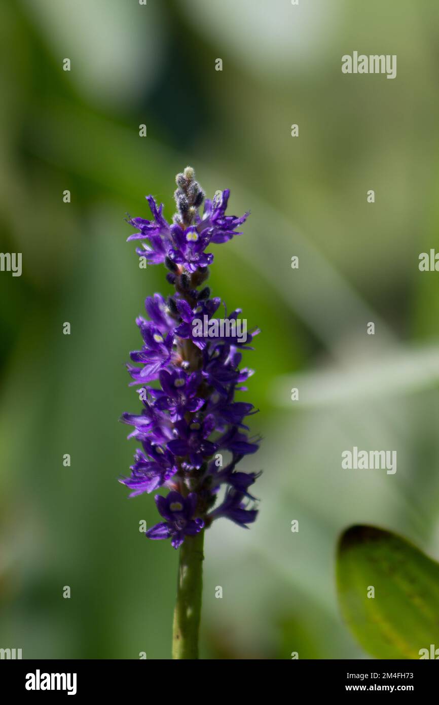 A vertical close-up of purple pickerelweed (Pontederia cordata) flower ...