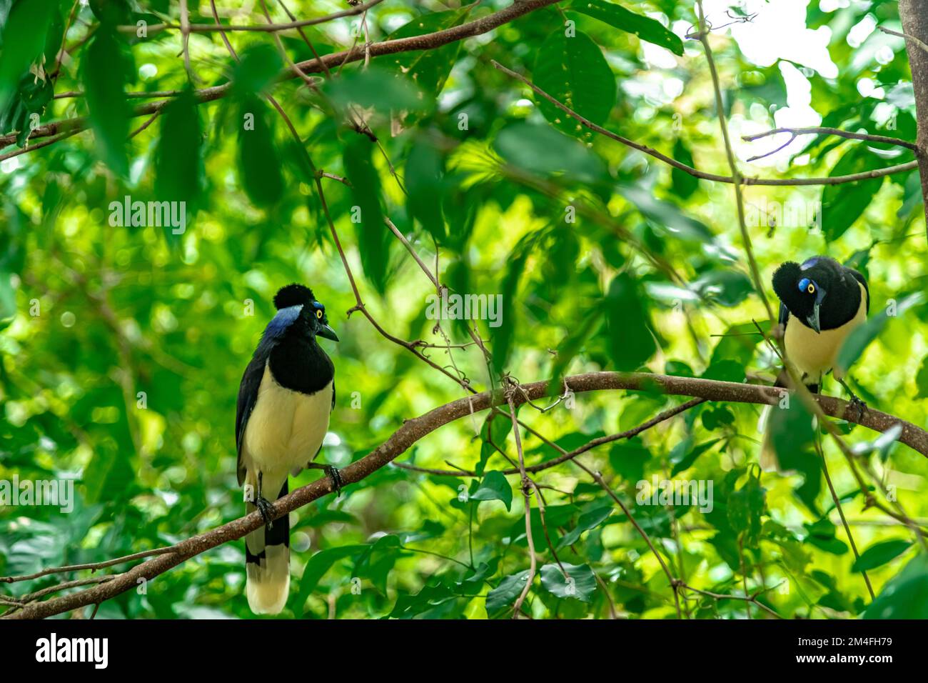 Crested jay on a tree in the forest Stock Photo - Alamy