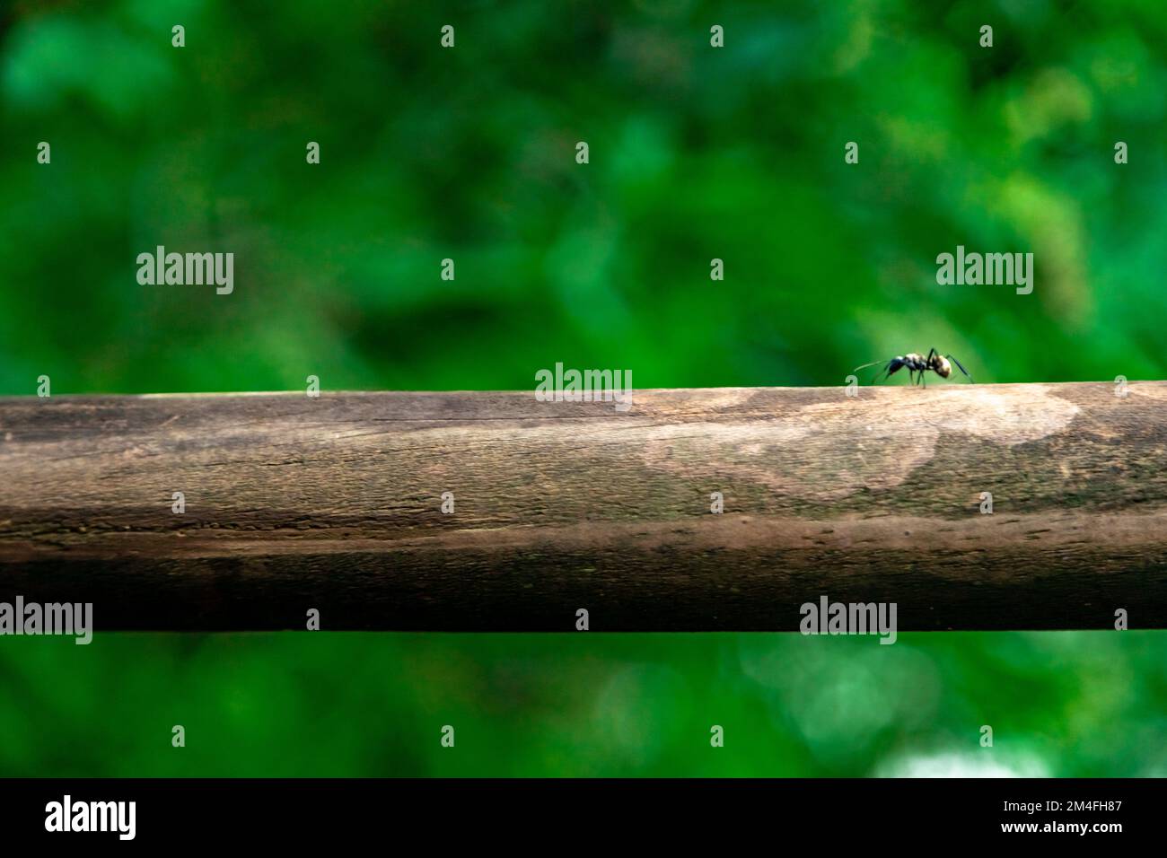 Fire ant green tree hi-res stock photography and images - Alamy