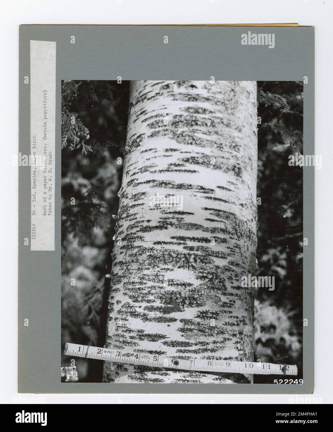 Tree Identification - Birch. Photographs Relating to National Forests ...