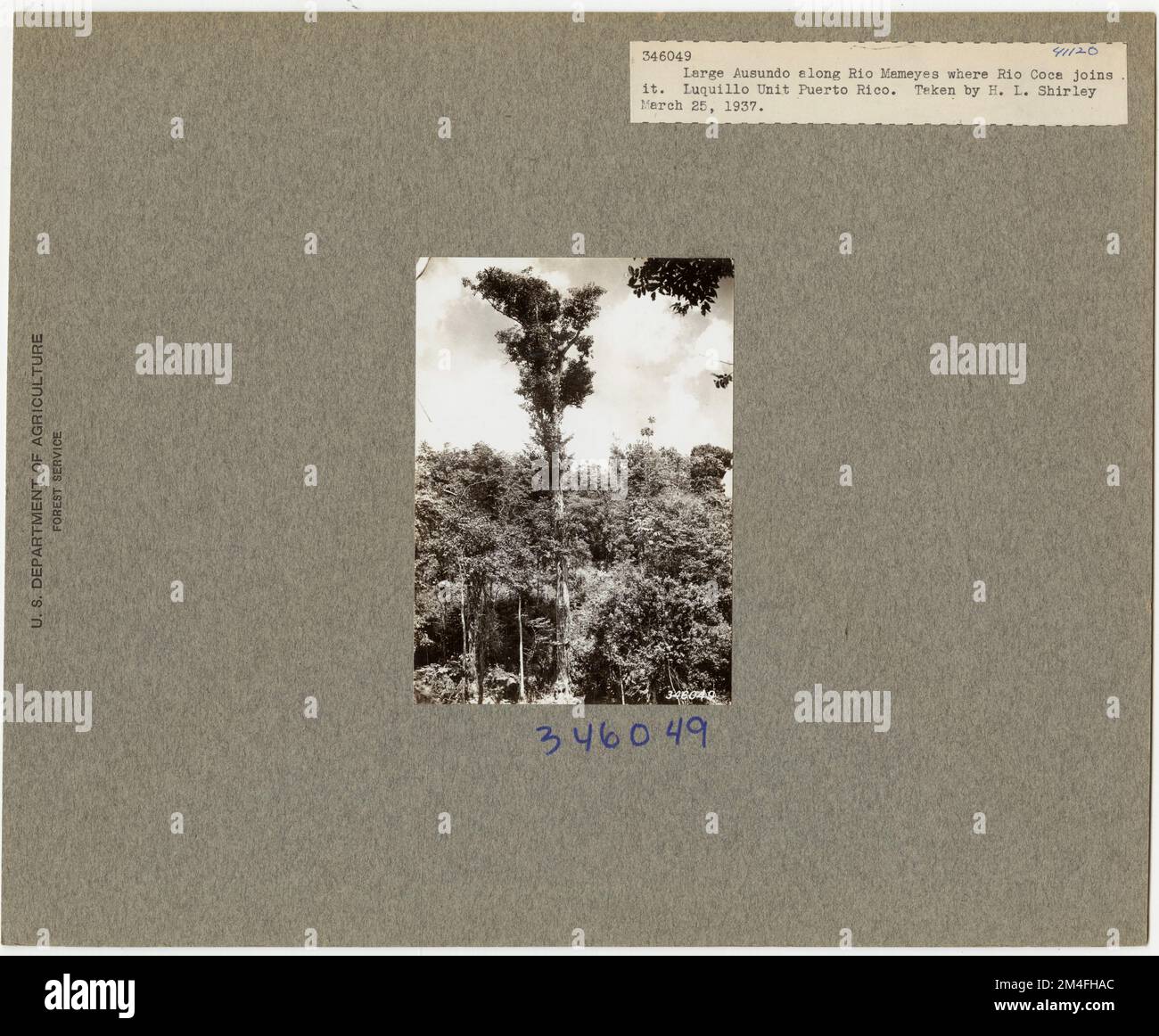 Tree Identification - Asubo. Photographs Relating to National Forests ...