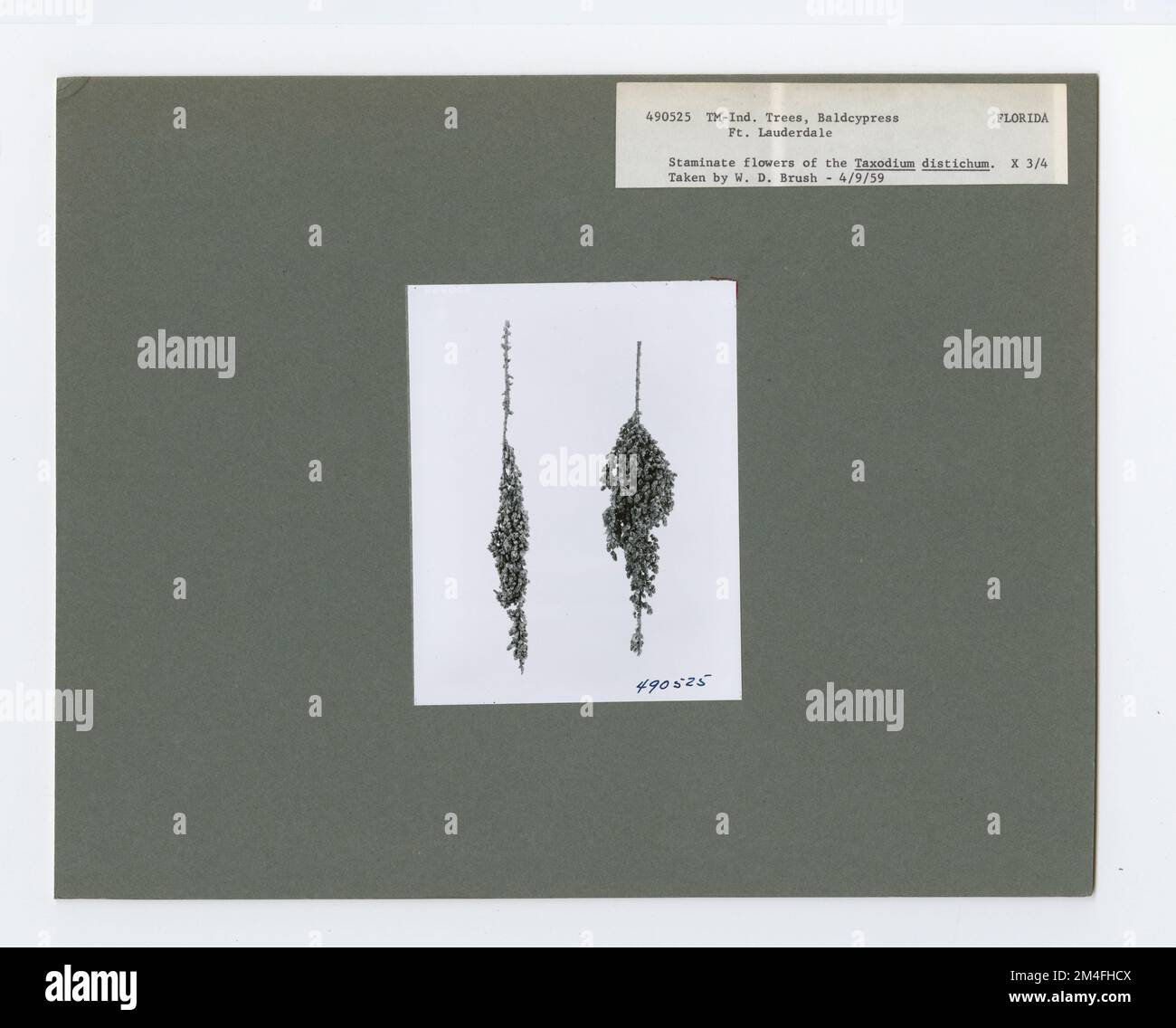 Tree Identification - Bald cypress. Photographs Relating to National ...