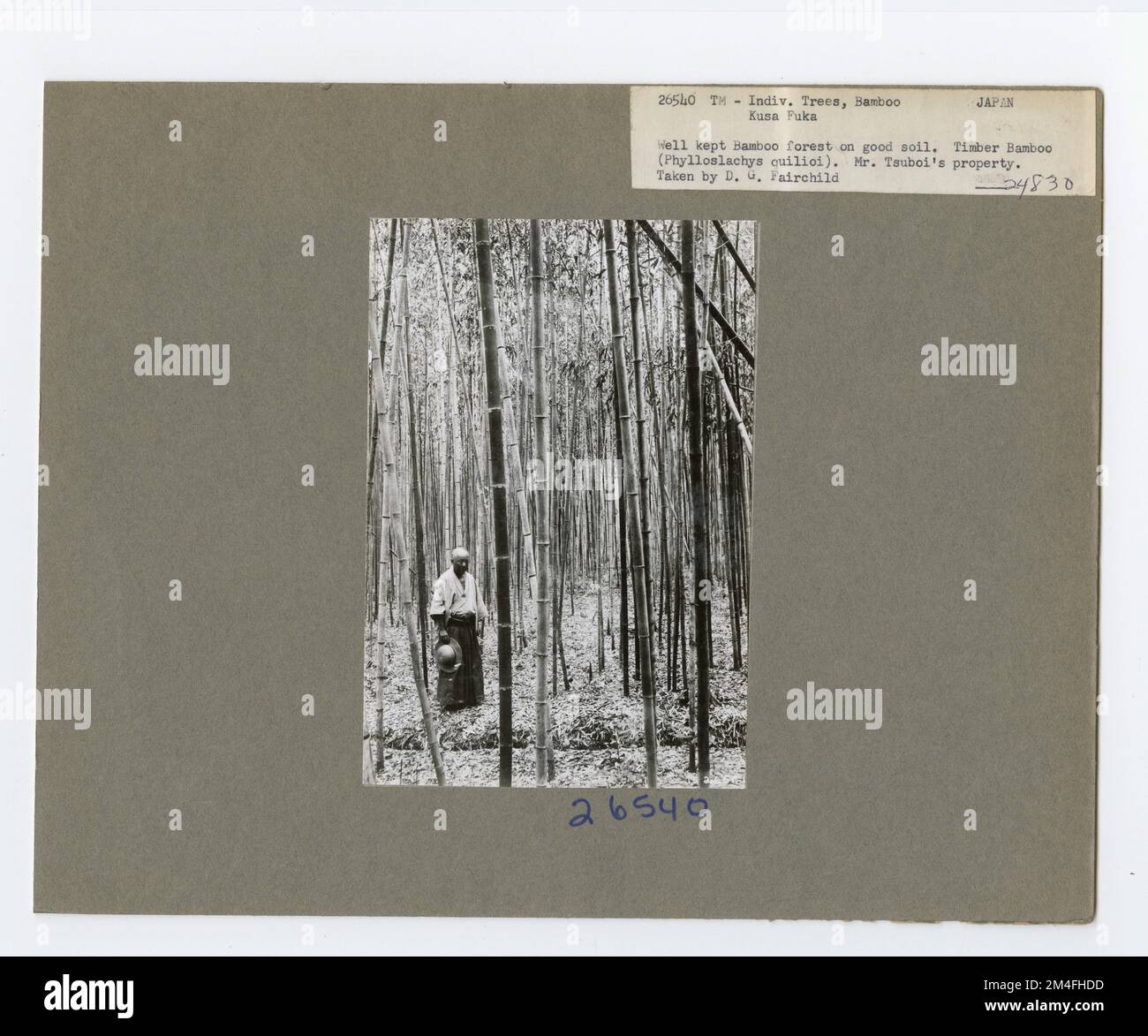 Tree Identification - Bamboo. Photographs Relating to National Forests ...