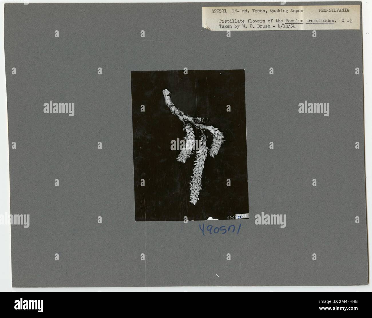 Tree Identification - Aspen. Photographs Relating to National Forests ...