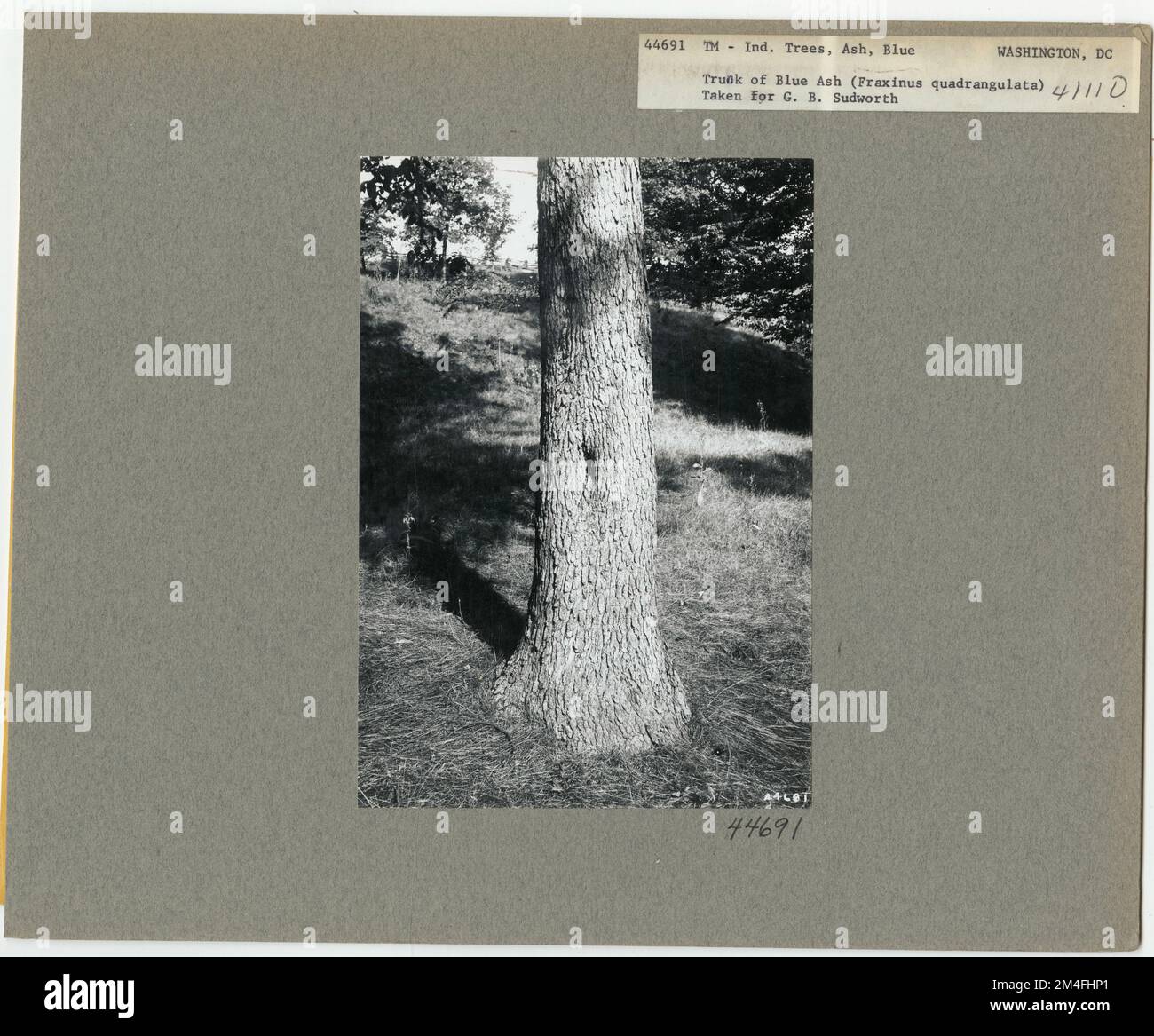Tree Identification - Ash. Photographs Relating to National Forests ...