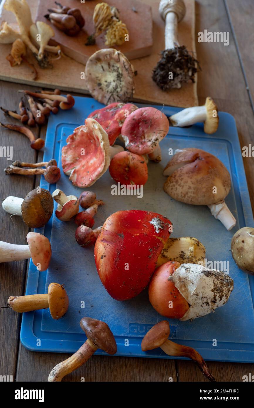 Assortment of a variety of species of wild mushrooms foraged in the ...