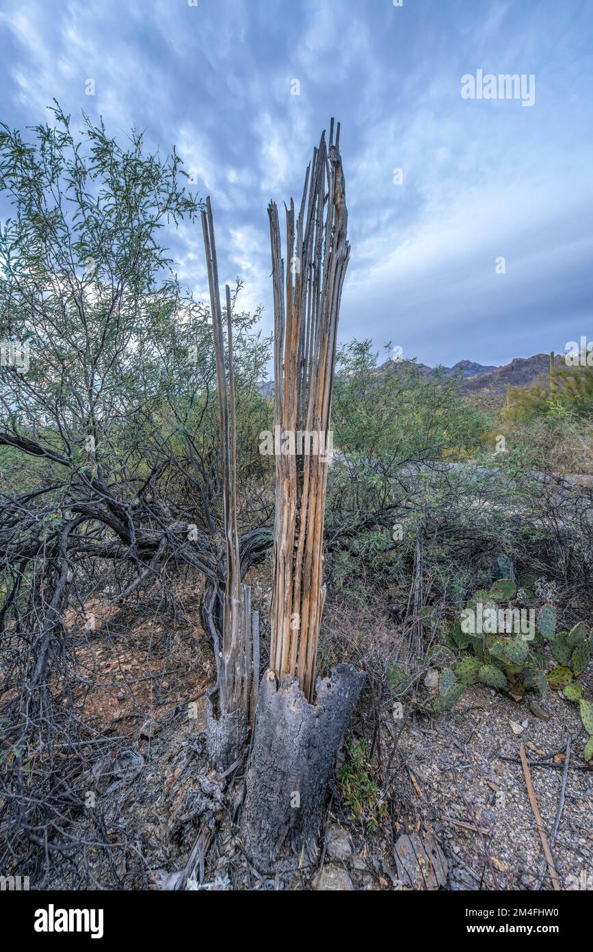Dead cactus near a burnt tree at Sabino Canyon State Park in Tucson ...