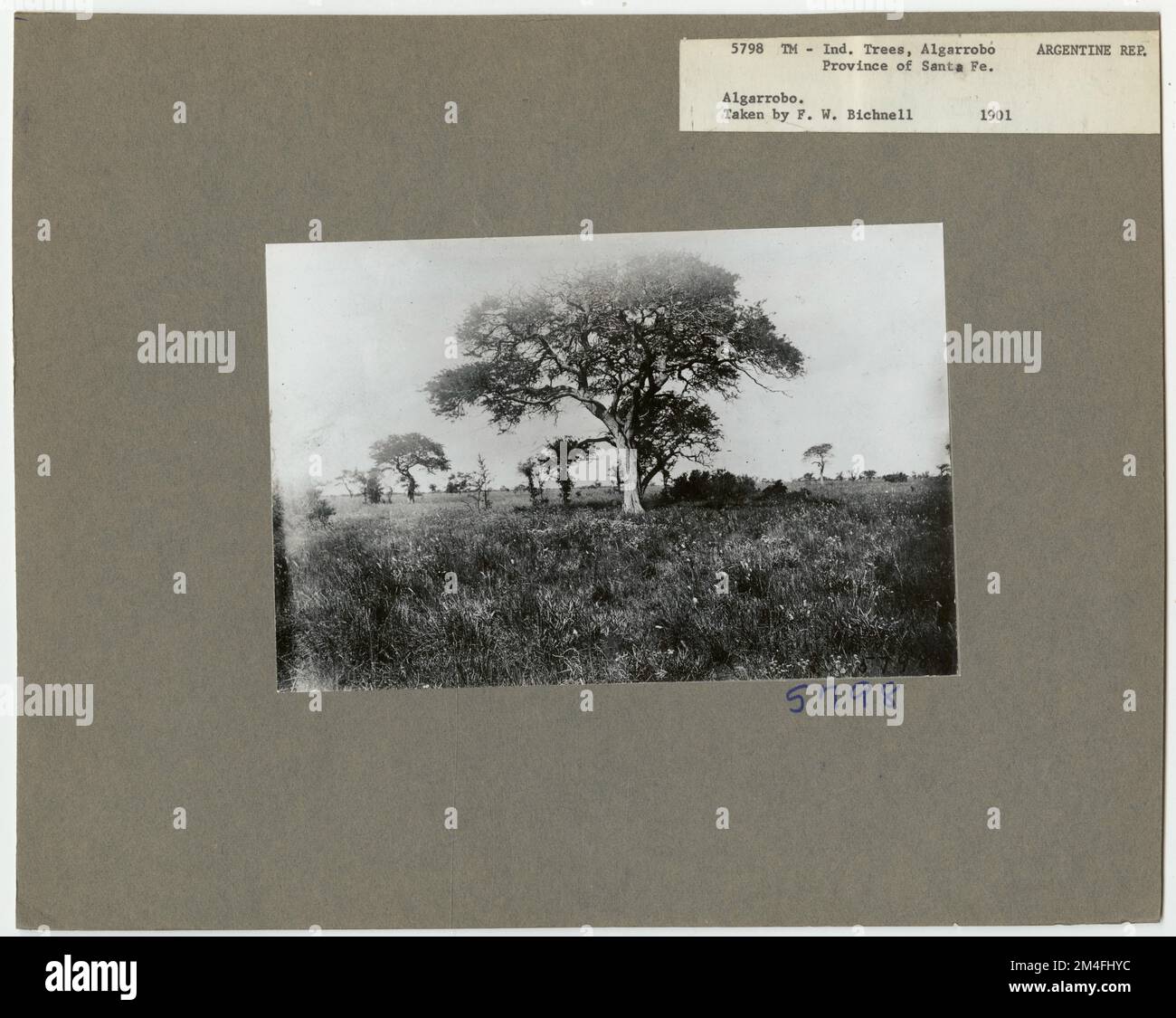 Tree Identification - Algarroba. Photographs Relating to National ...