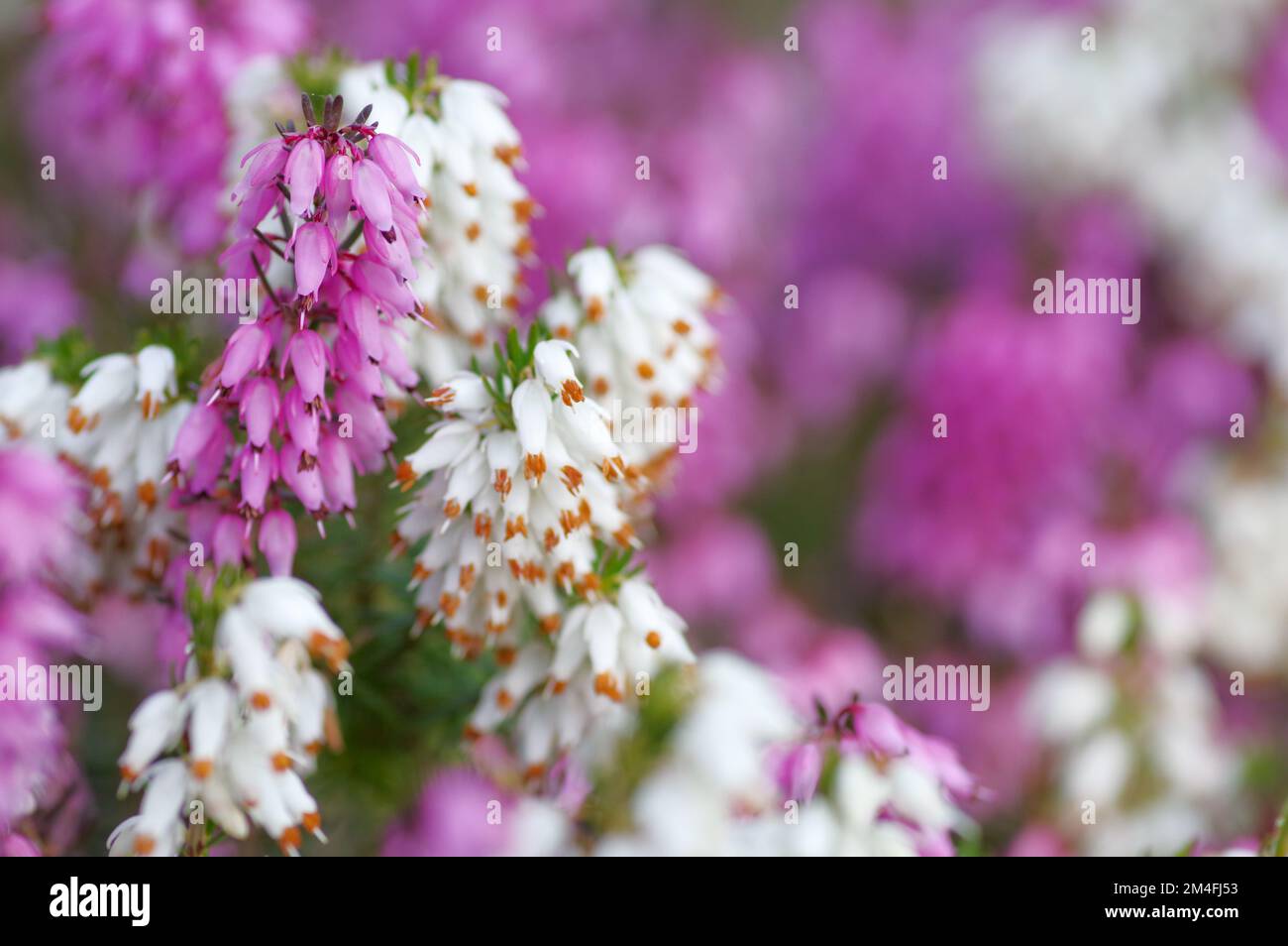 A selective focus shot of the heather flowers in the garden with blur ...