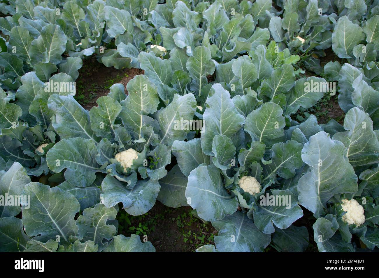 Fresh Cauliflower the raw vegetable grows in organic soil in the garden ...