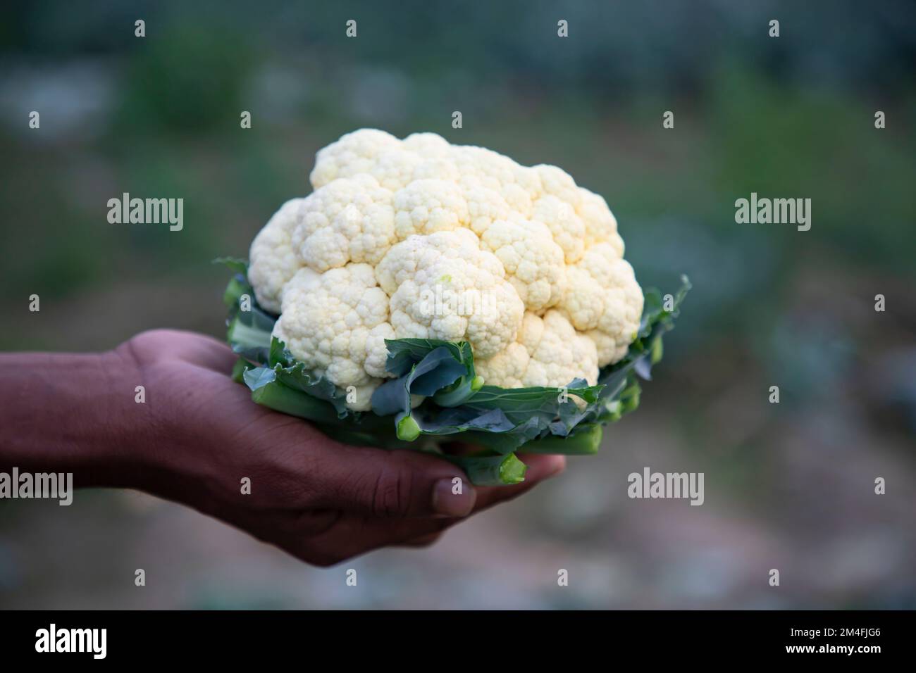 hand holding Fresh organic Cauliflower with a blurry background Stock ...