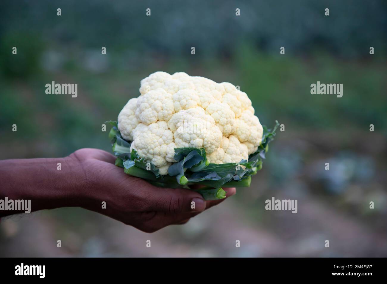 Plantationcauliflower hi-res stock photography and images - Alamy