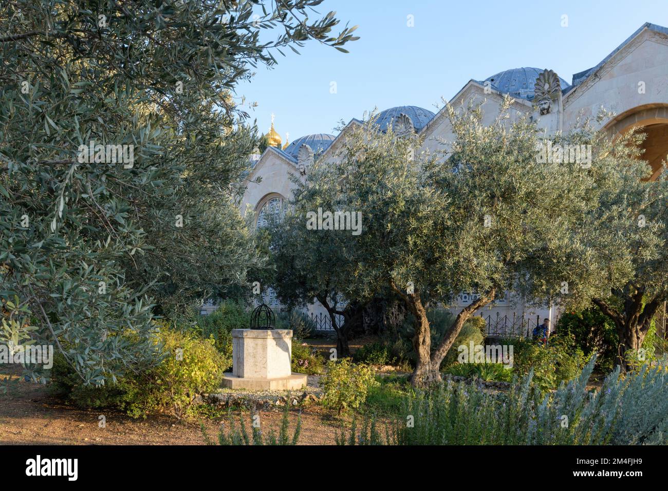 Garden of Gethsemane. Biblical olive Garden, where Jesus prayed. Mount ...