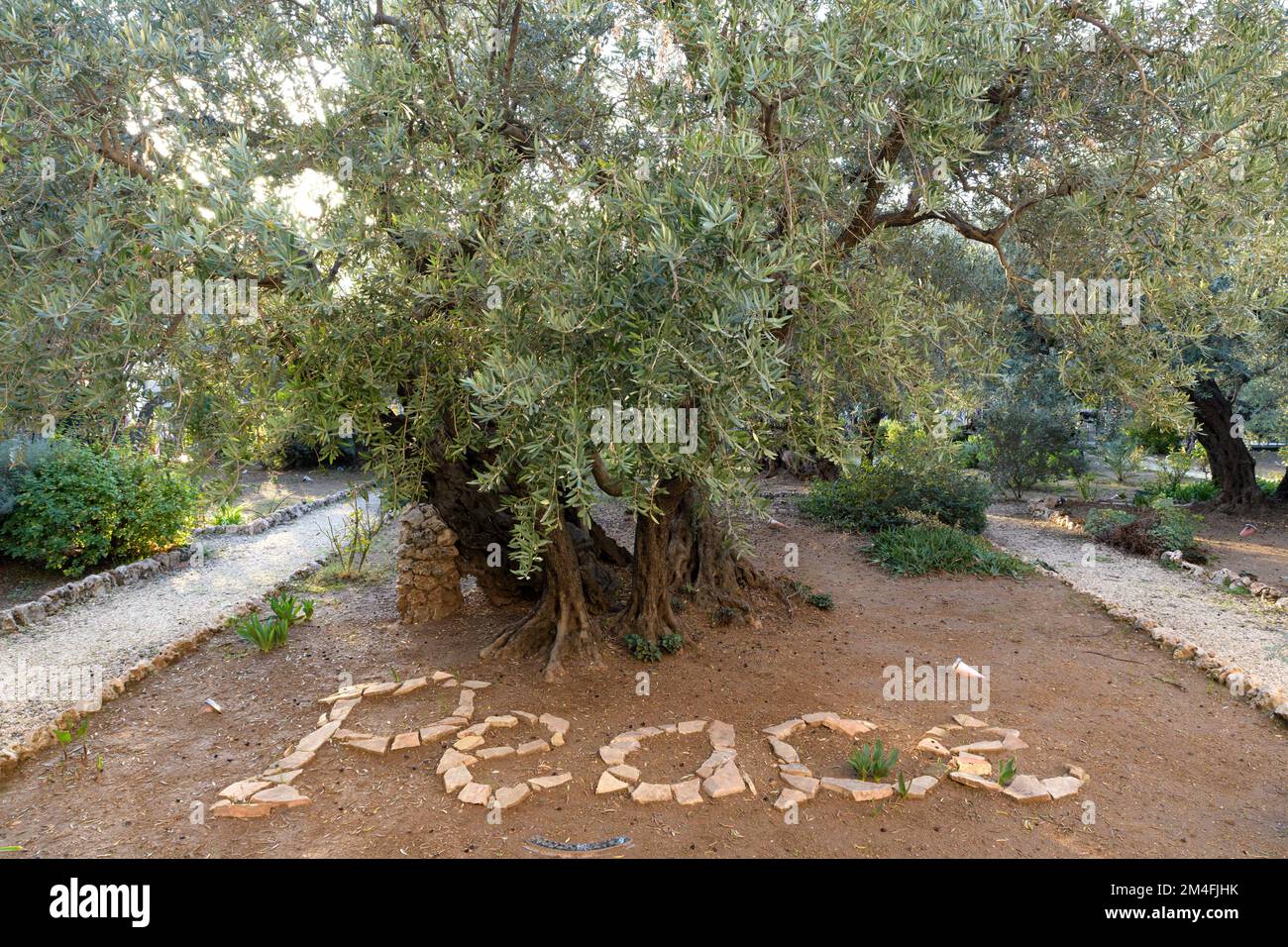 Peace in Garden of Gethsemane. Biblical olive Garden, where Jesus ...