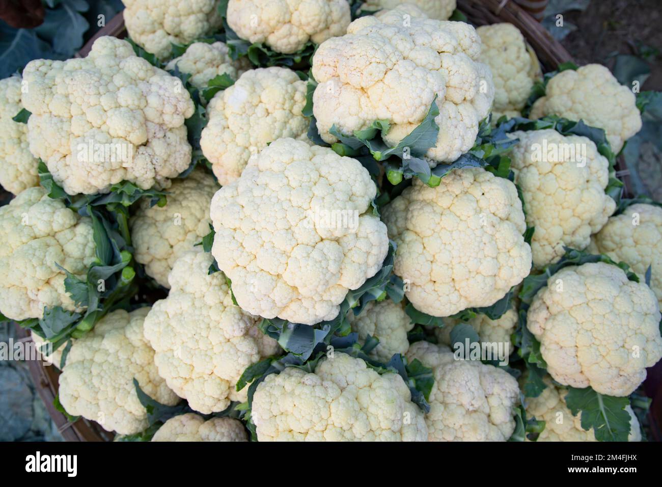 Fresh organic raw Cauliflower textured background Stock Photo - Alamy