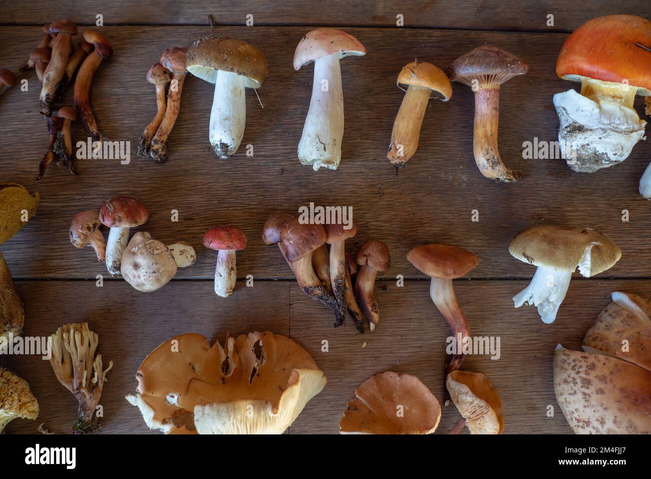 Assortment of a variety of species of wild mushrooms foraged in the ...