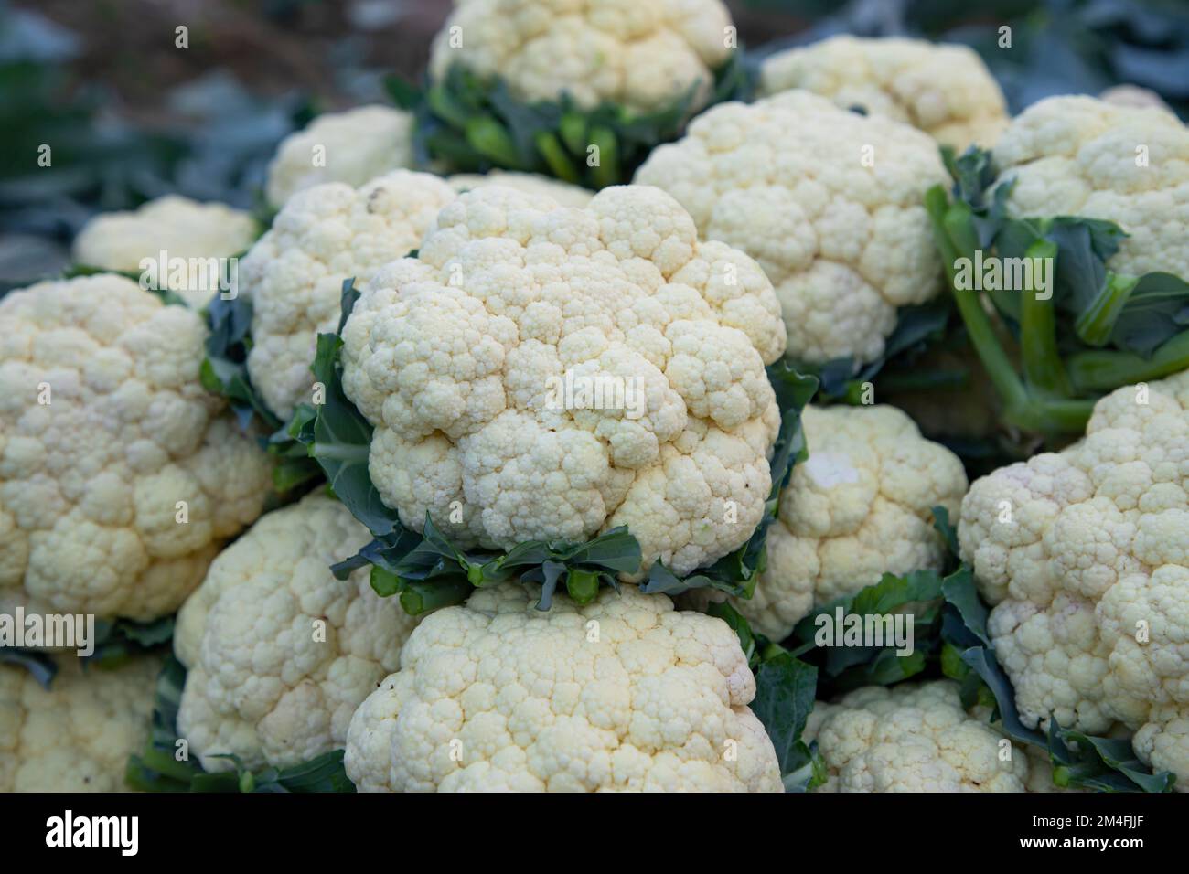 Healthy cauliflower hi-res stock photography and images - Alamy