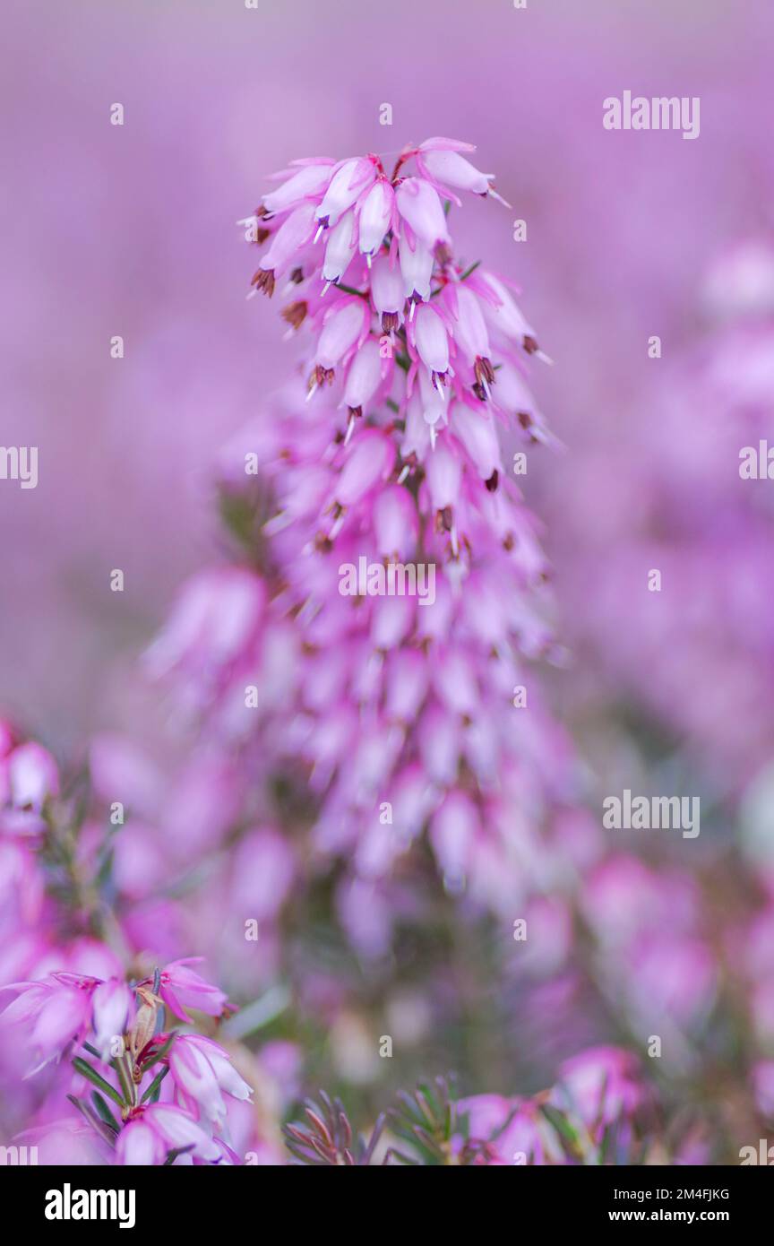 A selective focus shot of the common pink heather flowers with blur ...
