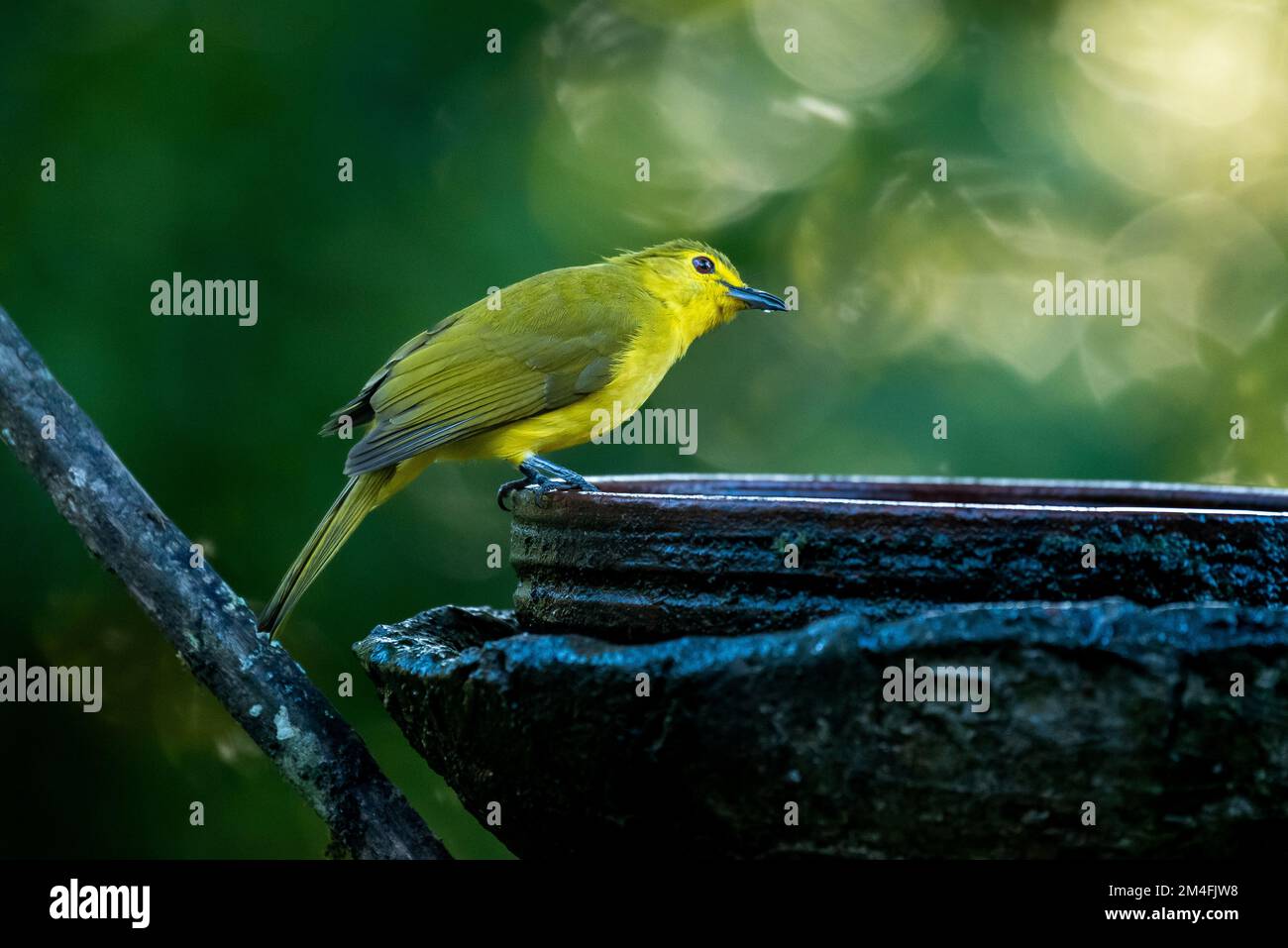 Yellow Browed Bulbul Stock Photo - Alamy