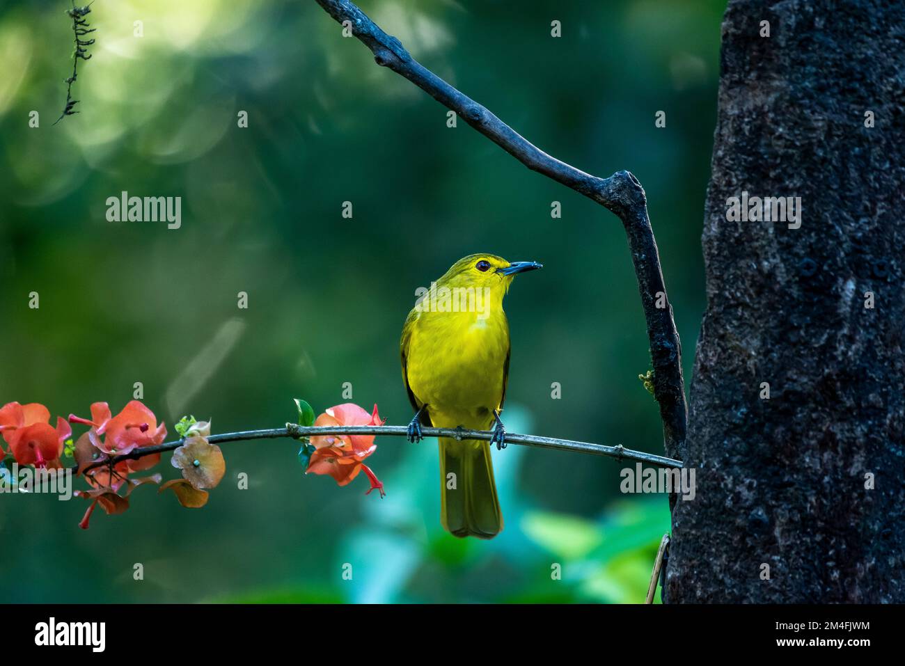 Yellow Browed Bulbul Stock Photo - Alamy