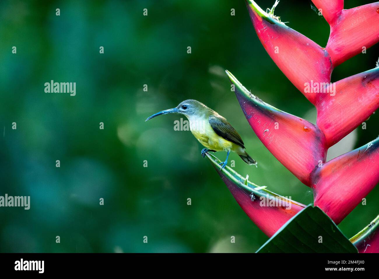 Little Spider Hunter Stock Photo - Alamy