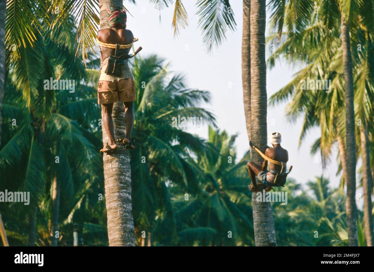 Man climbing a coconut palm tree picking coconuts Stock Photo - Alamy