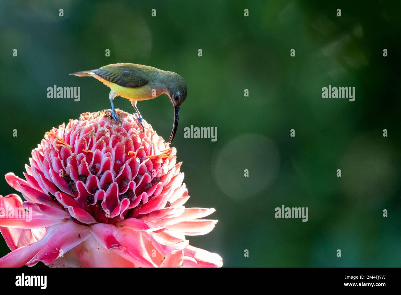 Little Spider Hunter Stock Photo - Alamy