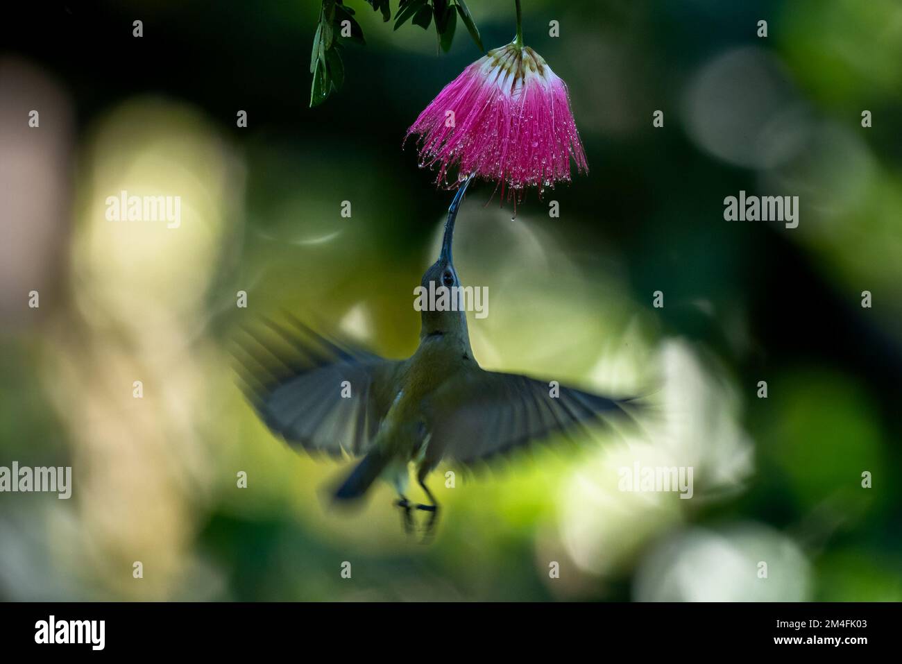 Little Spider Hunter Stock Photo - Alamy