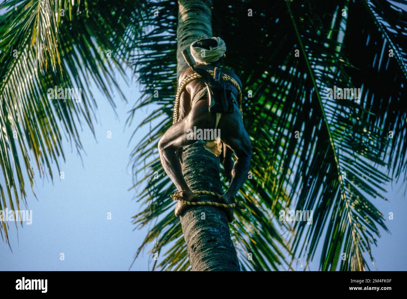 Coconut tree parts hi-res stock photography and images - Alamy