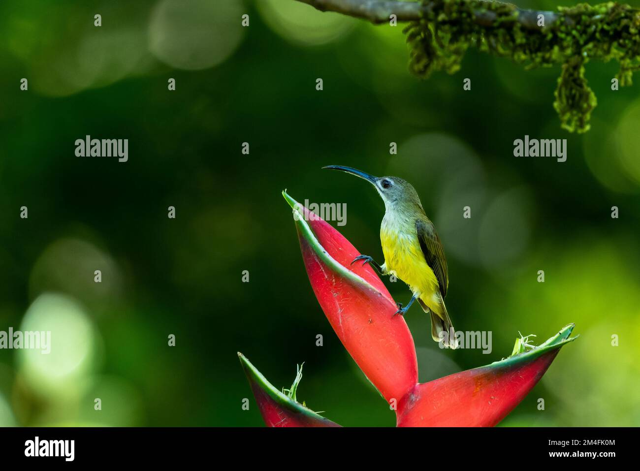 Little Spider Hunter Stock Photo - Alamy