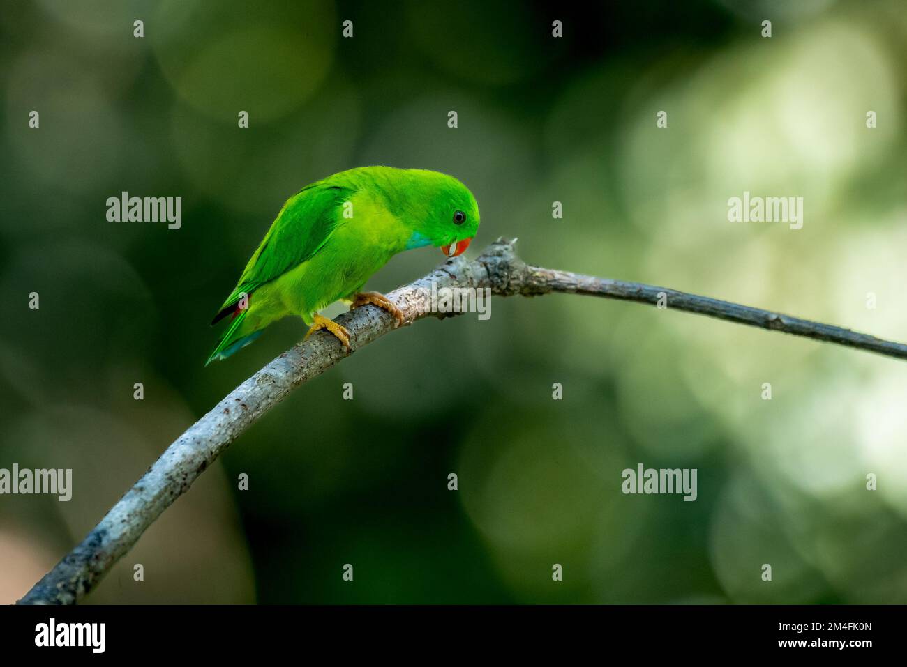 Vernal Hanging parrot Stock Photo - Alamy