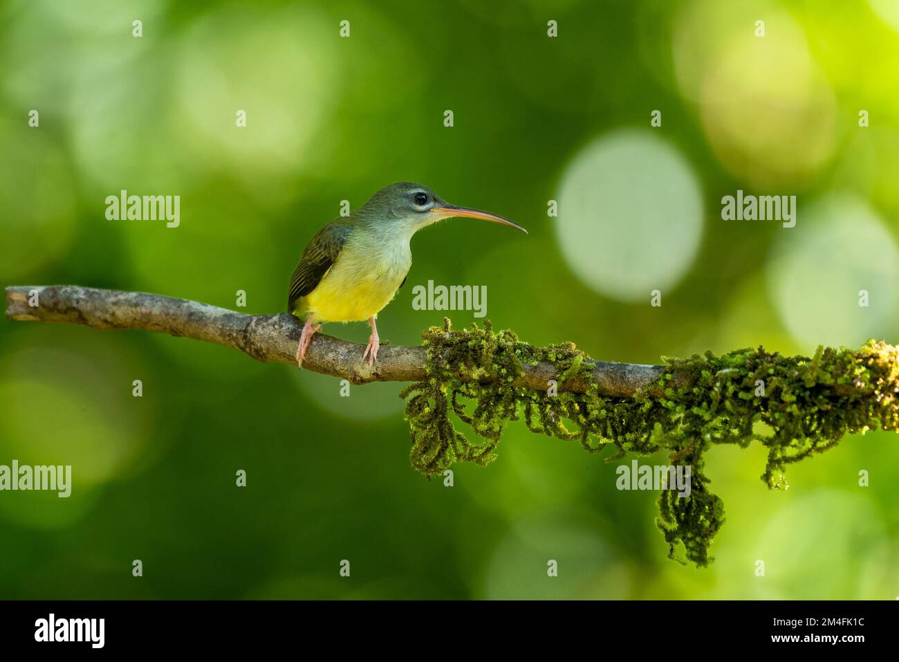 Little Spider Hunter Stock Photo - Alamy