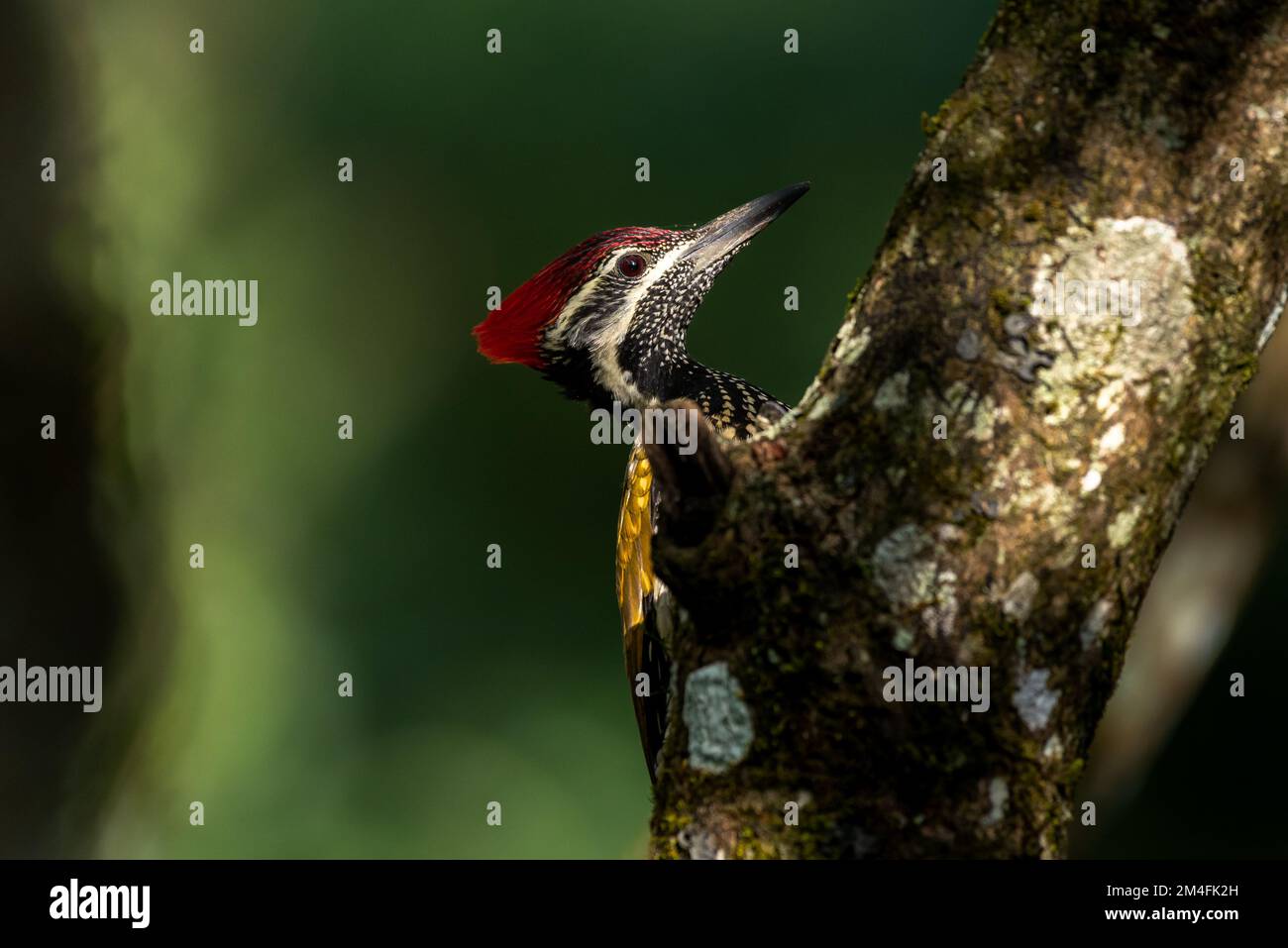 Black Rumped Flameback Stock Photo - Alamy