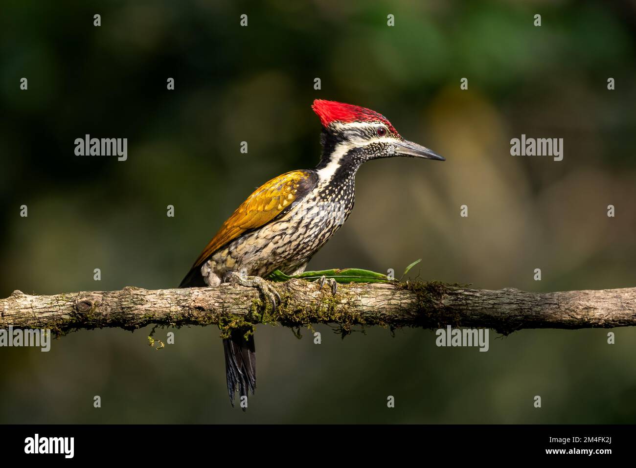 Black Rumped Flameback Stock Photo - Alamy