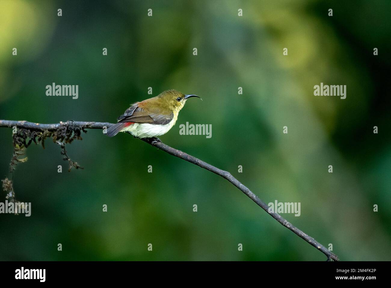 Sunbird flight hi-res stock photography and images - Alamy