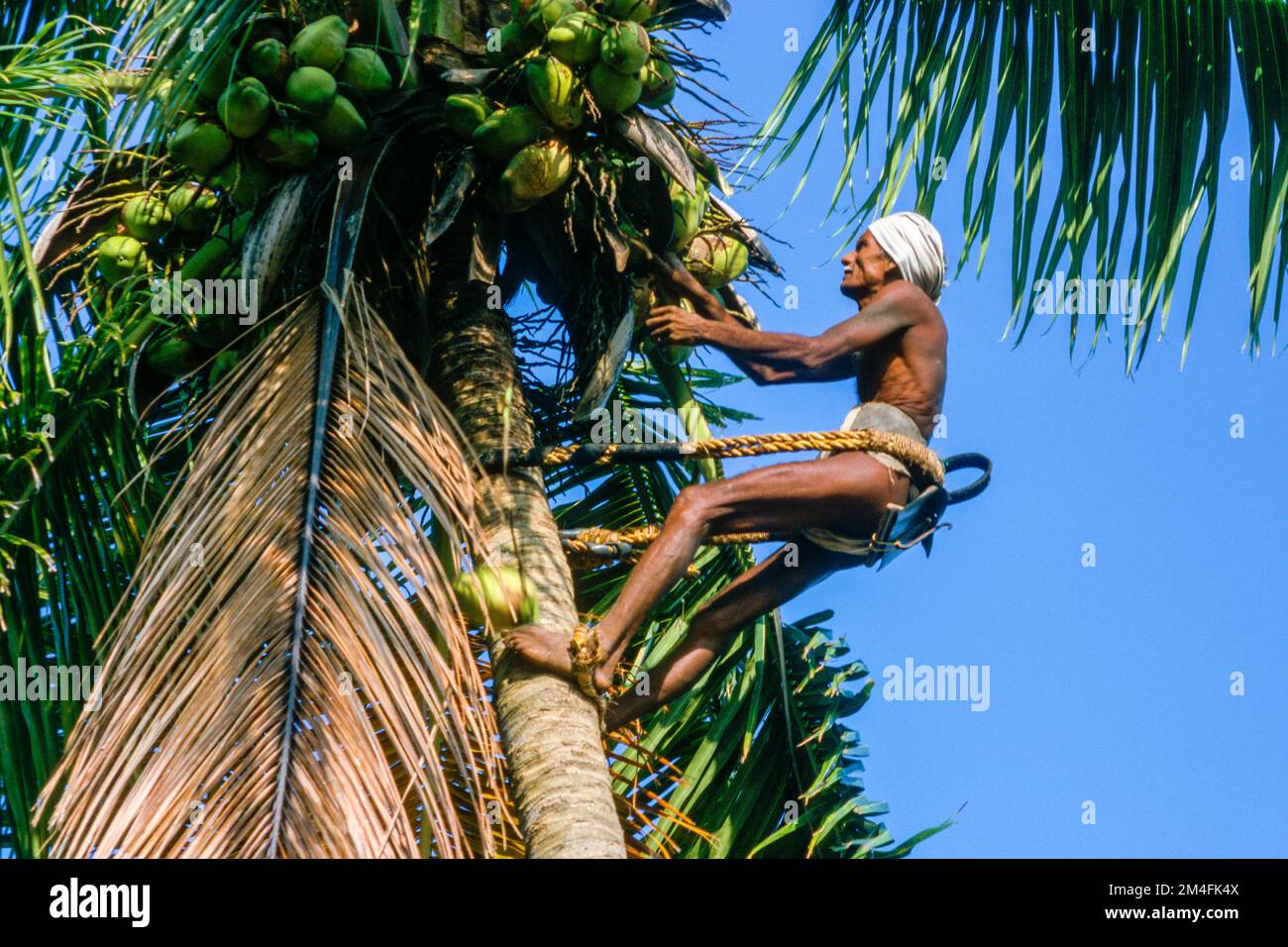 Man climbing a coconut palm tree picking coconuts Stock Photo - Alamy
