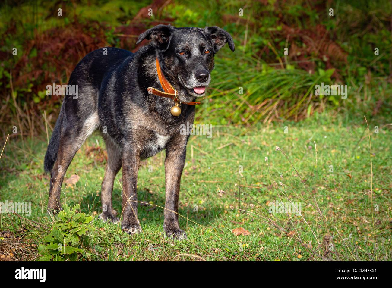 Beauceron Lab Mix