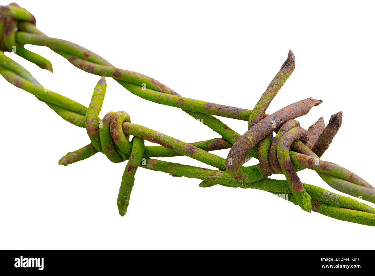 Close up protective barbwire isolated on a white background Stock Photo ...