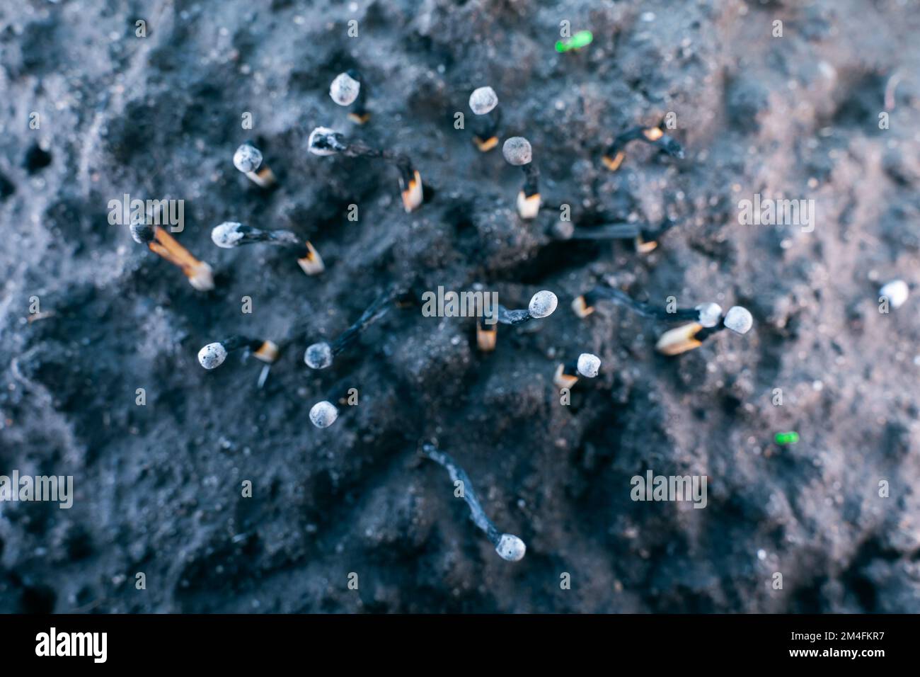 Deceased fireman hi-res stock photography and images - Alamy