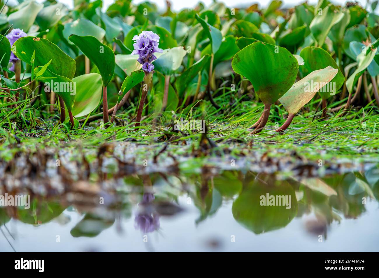 lake surface with aquatic plants Stock Photo - Alamy