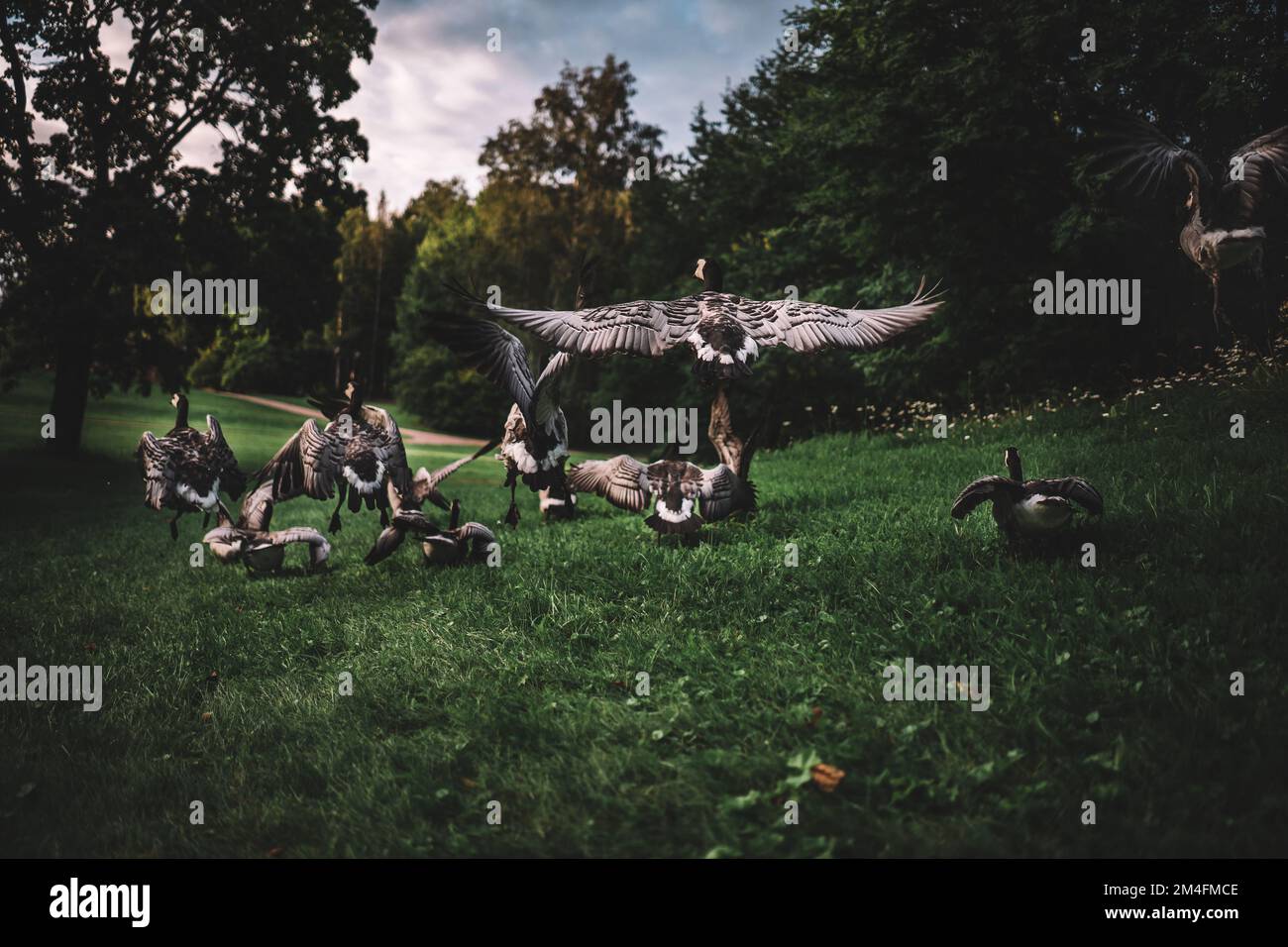 Argentavis Magnificens Sightings