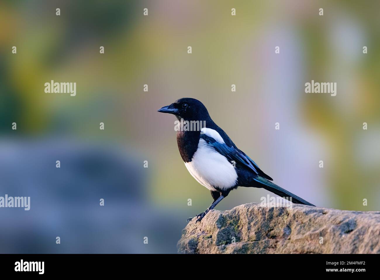 The common magpie (Pica pica) perched on stone Stock Photo - Alamy