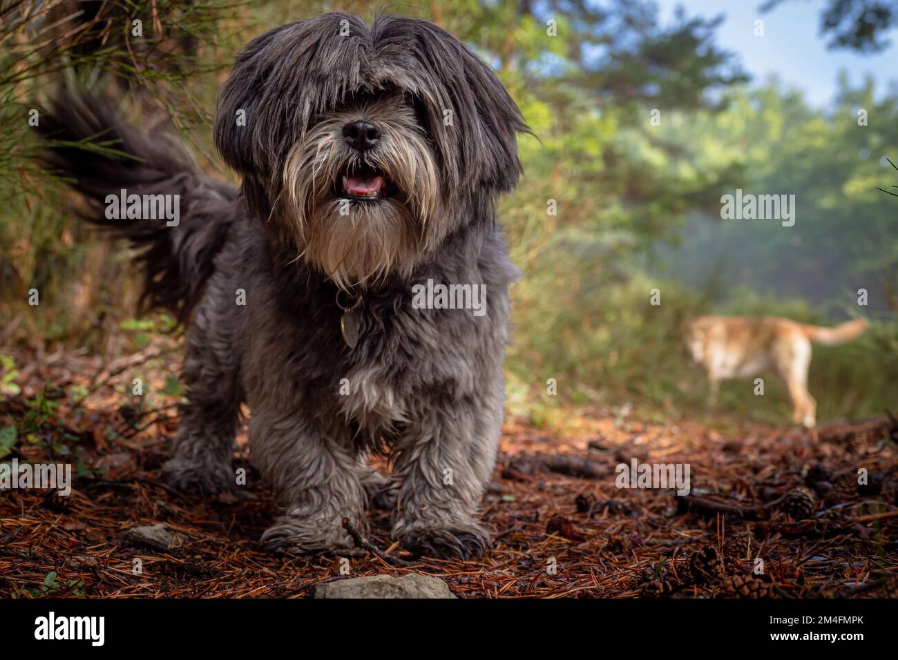 Old grey Shih Tzu dog in the forest Stock Photo - Alamy