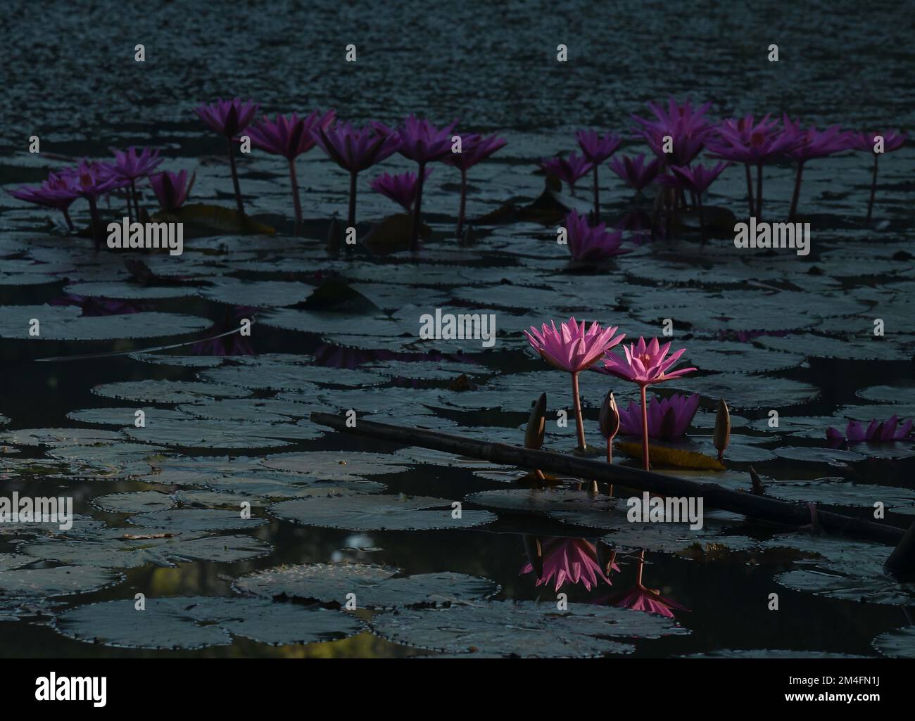 Mbb college lake hi-res stock photography and images - Alamy