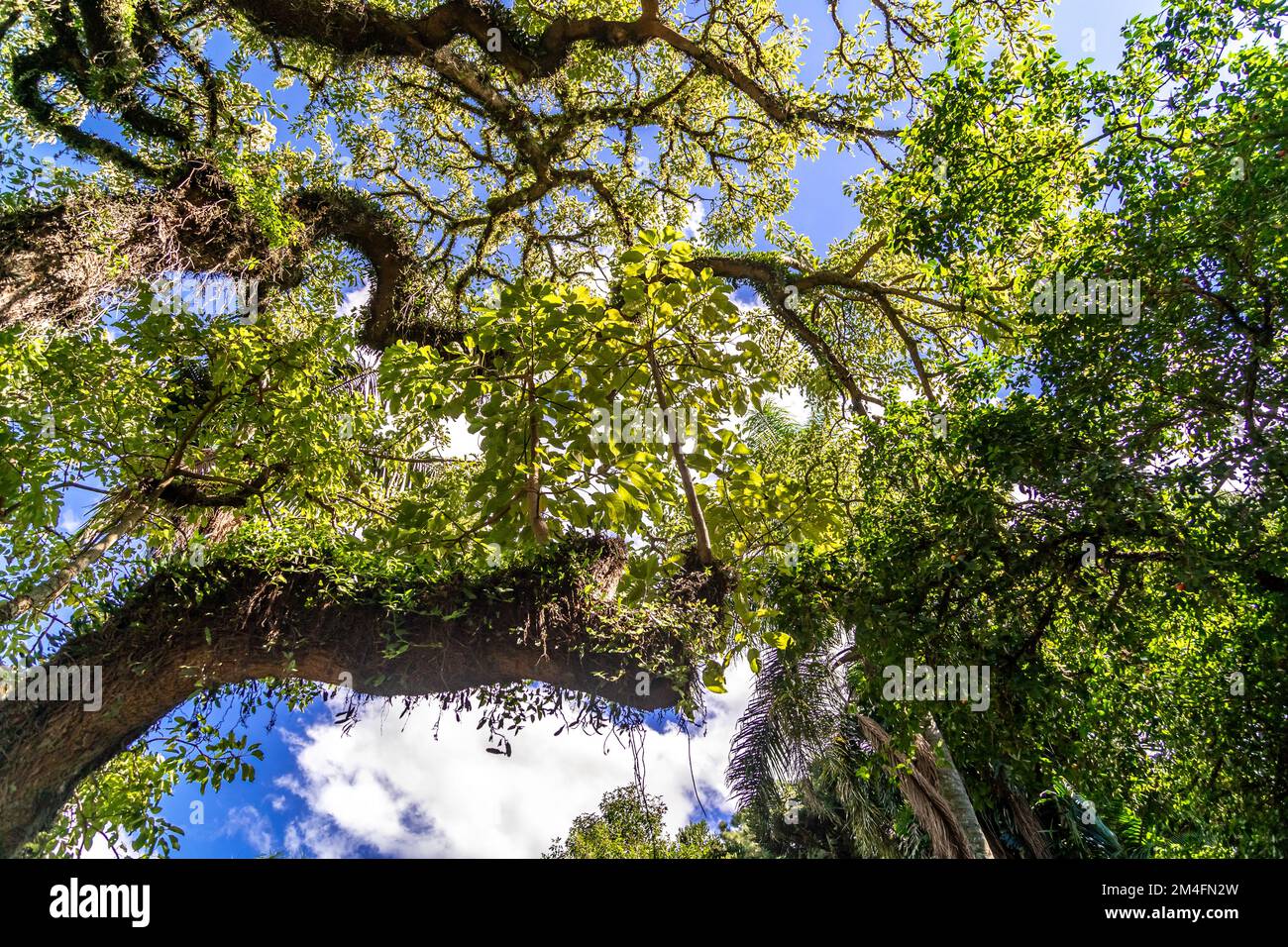 tree overgrown with moss in the rain forest Stock Photo - Alamy