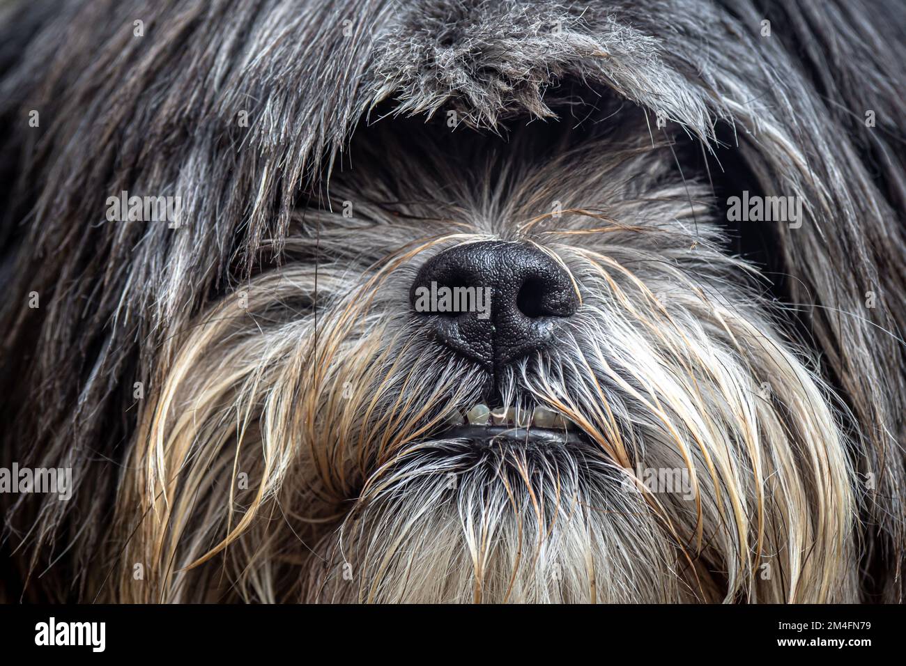 Old grey Shih Tzu dog in the forest Stock Photo - Alamy