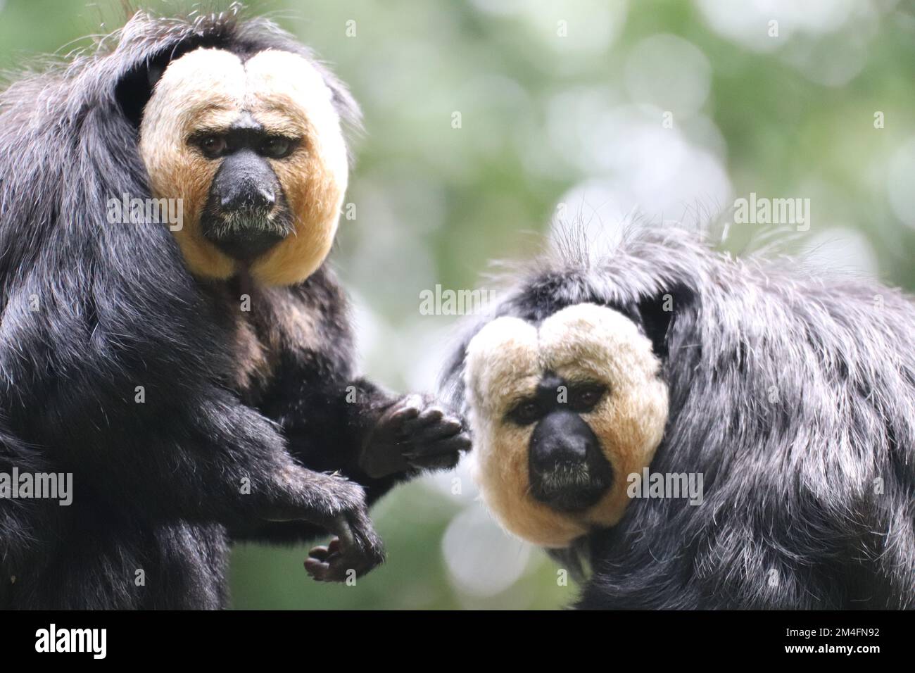 Sakis hi-res stock photography and images - Alamy